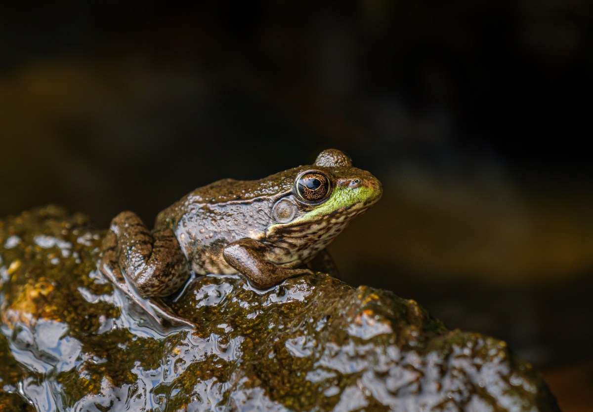 Wee things for a wee post